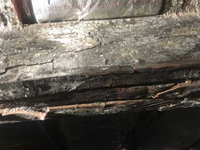 Differences Between Mold and Wood Rot - Ohio Basement Authority